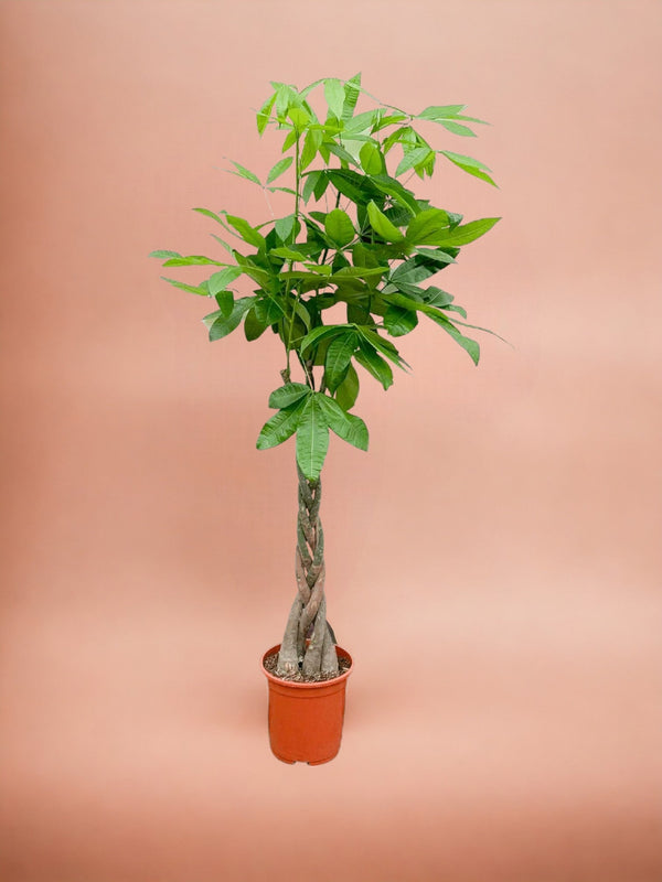 Entretien du Ficus Benjamina : Guide Complet – La Green Touch