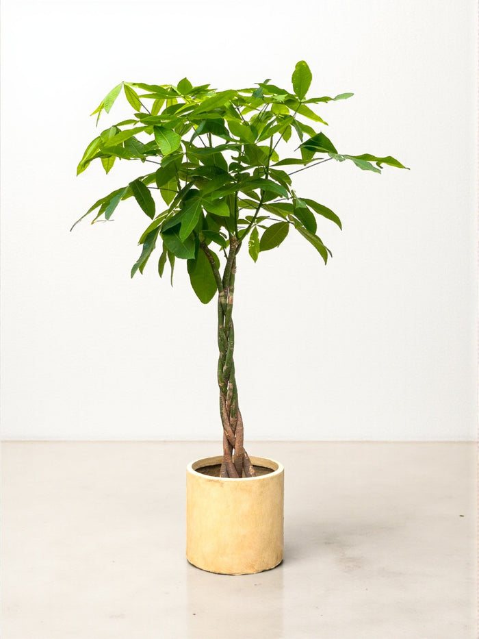 Entretien du Ficus Benjamina : Guide Complet