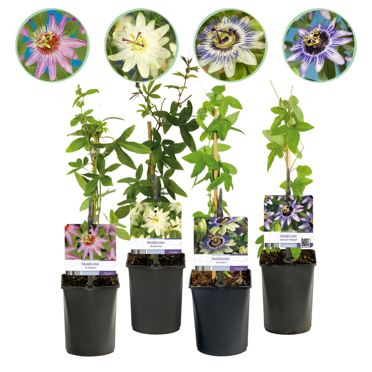 Passiflore (Passiflora) : entretien, taille, arrosage