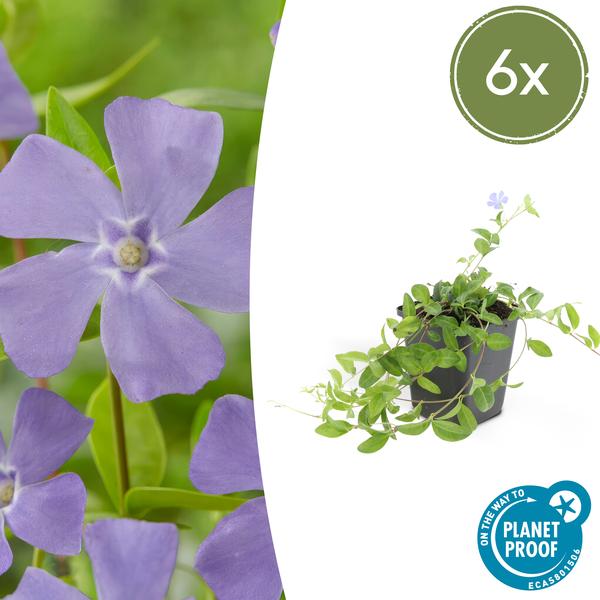 Petite Pervenche (Vinca minor) - Couvre-sol Facile et Rustique