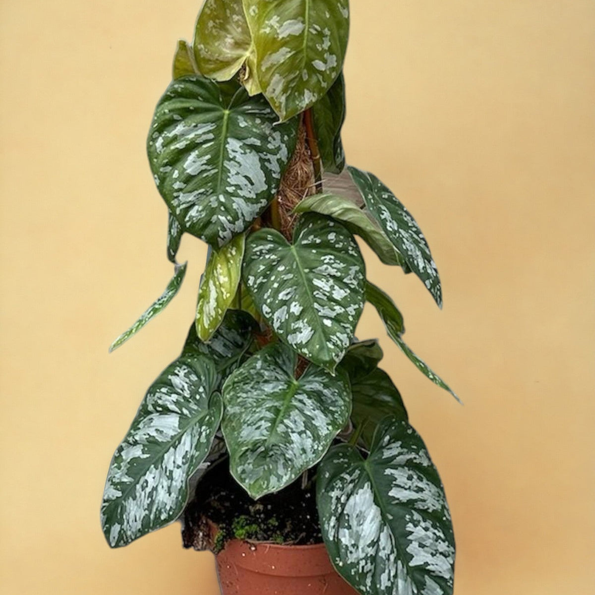 Philodendron Brandtianum Wild Form – Feuillage fascinant – La Green Touch