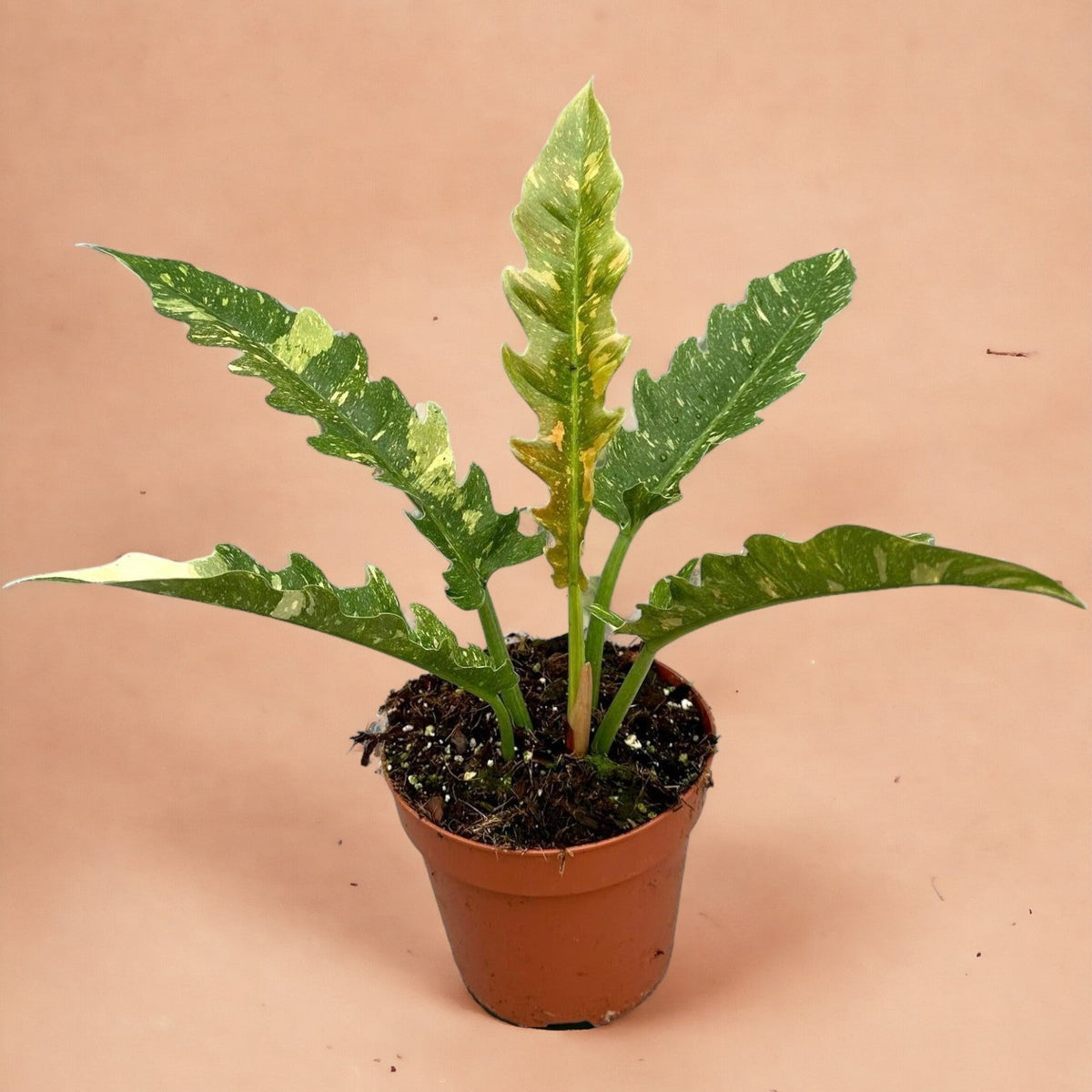 Philodendron Ring Of Fire - Feuillage spectaculaire – La Green Touch