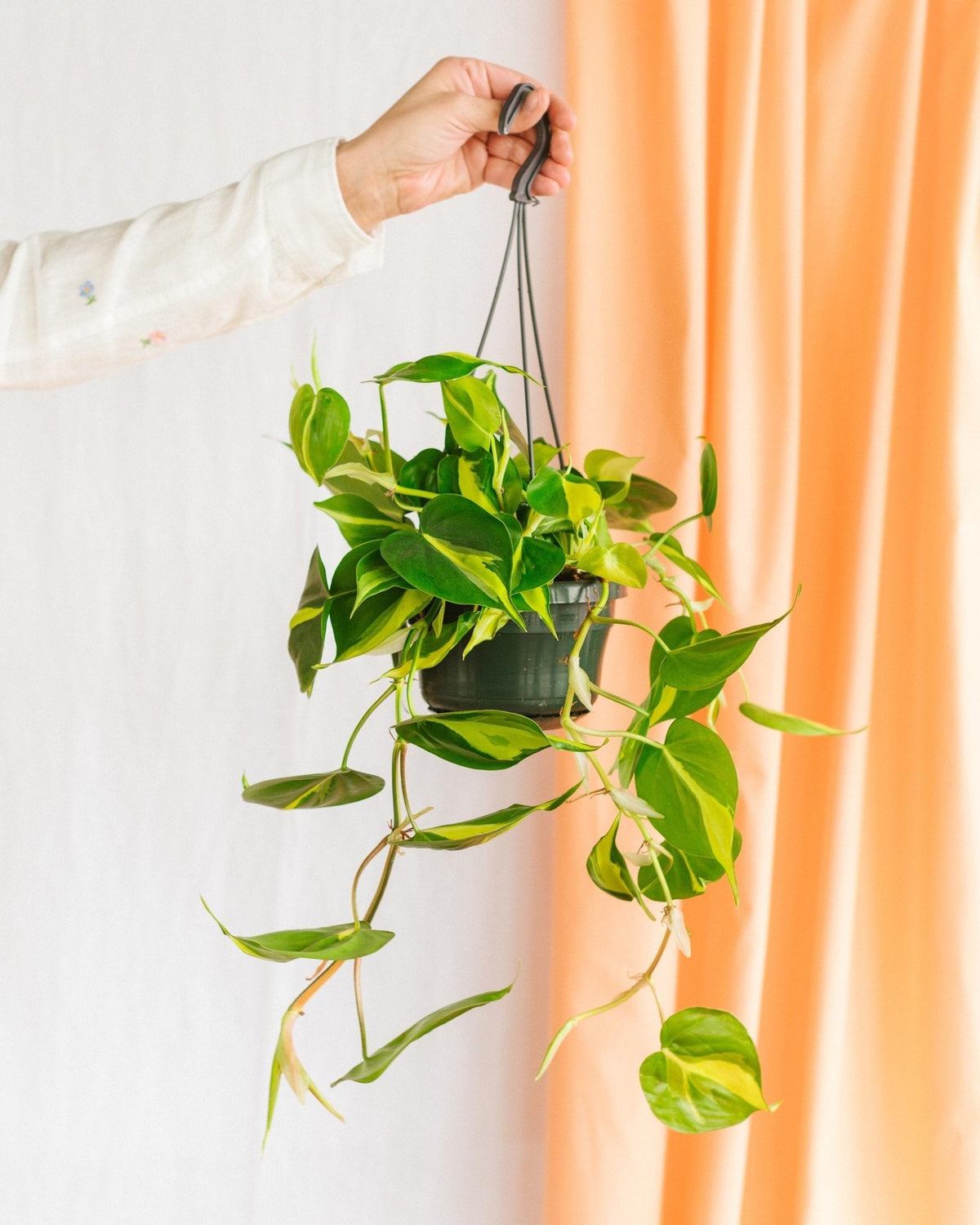 Pothos – La Green Touch