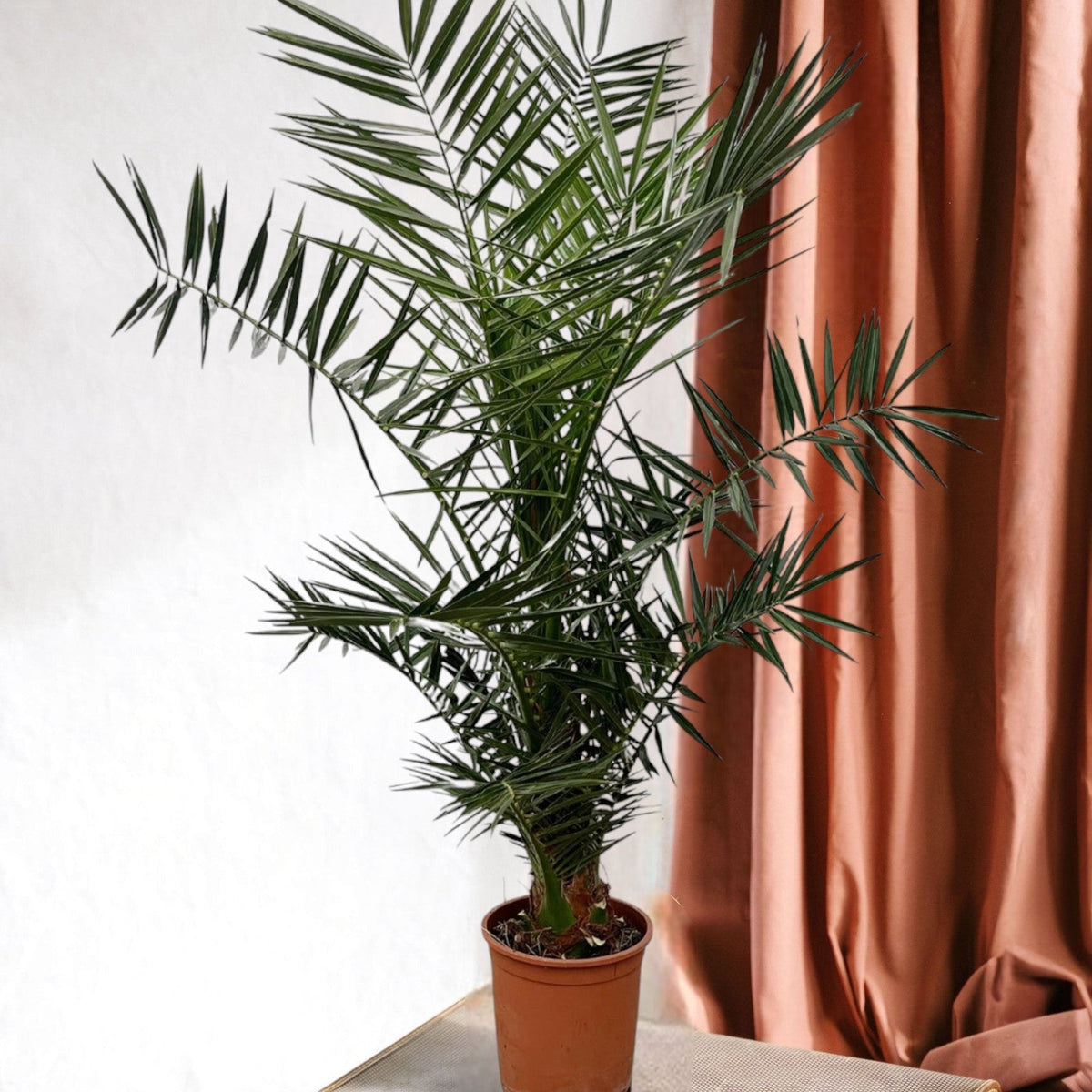 Phoenix Canariensis – Exotisme et entretien facile – La Green Touch