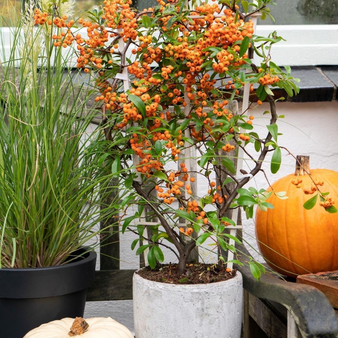 Pyracantha Coccinea Sunny Star - Lot de 2 - Feuillage Persistant ...