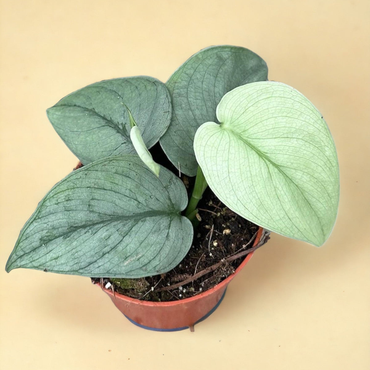 Scindapsus Silver Hero: Purifie l'Air & Sublime Votre Espace – La Green ...