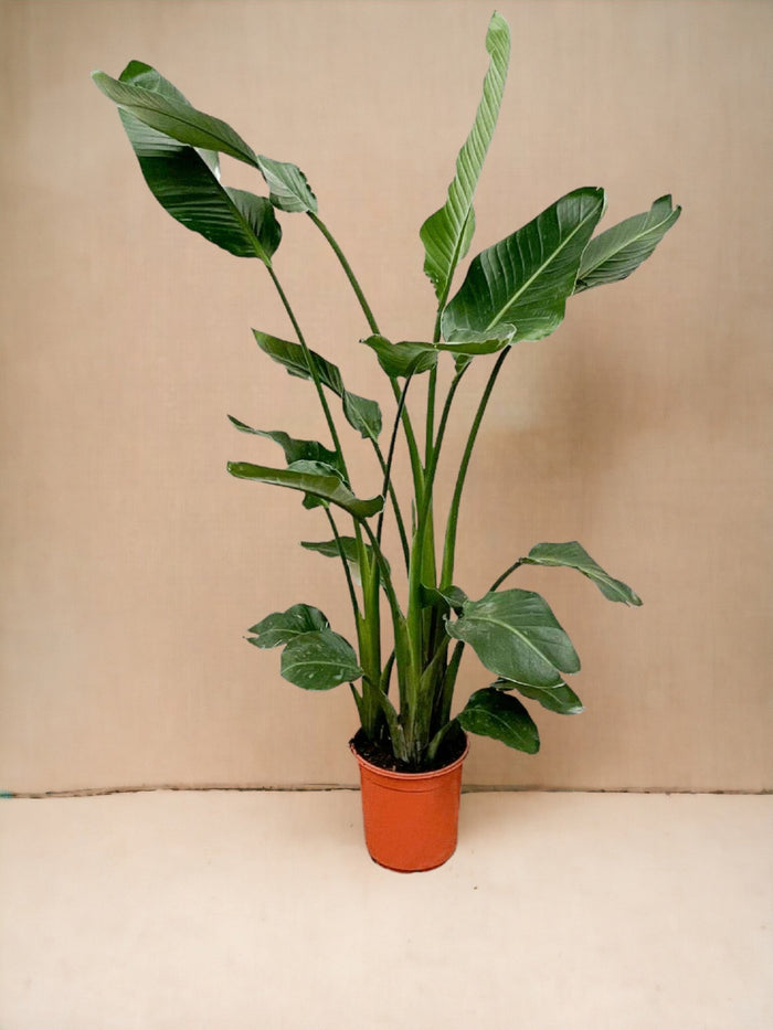 Entretien du Pilea Peperomioides, plante de la monnaie chinoise : Guid ...