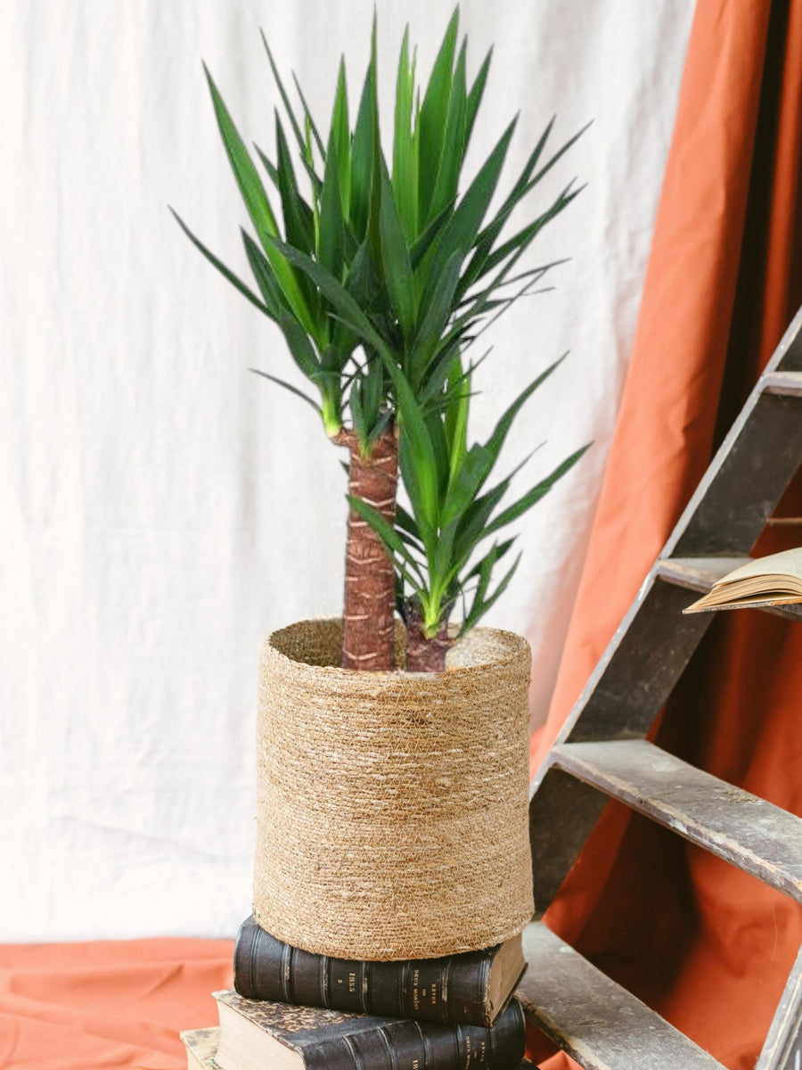 Entretien Yucca Elephantipes : guide complet pour intérieur