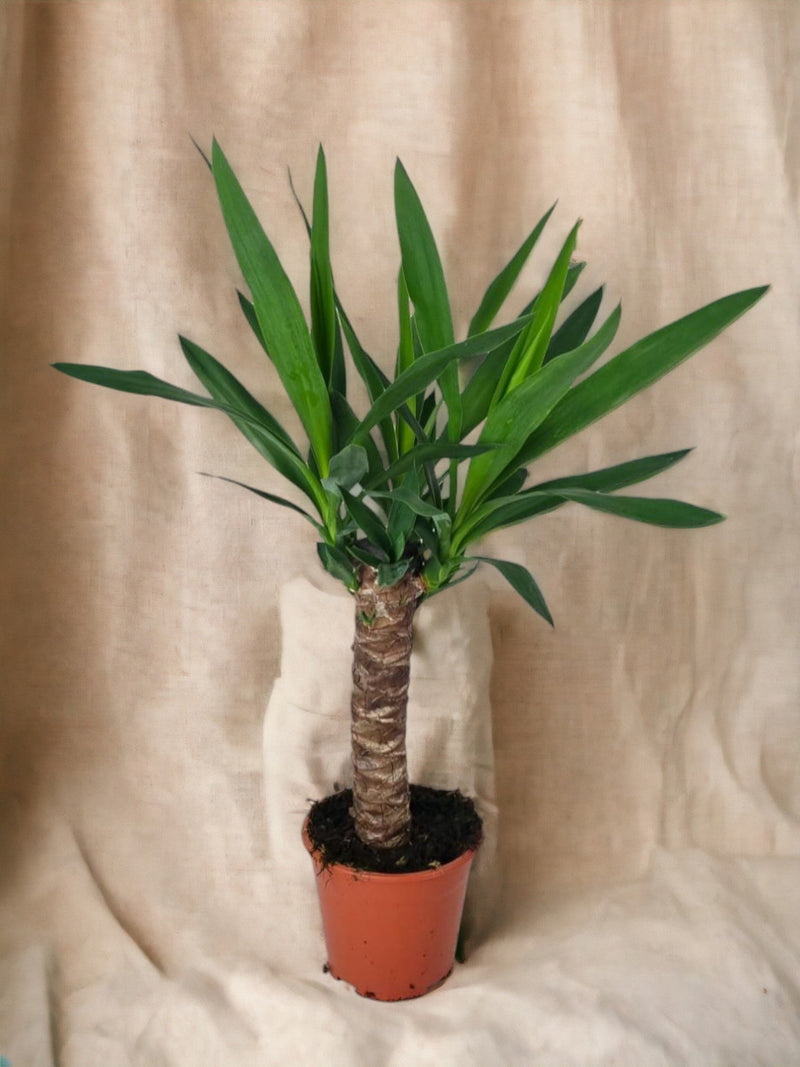 Entretien Yucca Elephantipes : guide complet pour intérieur