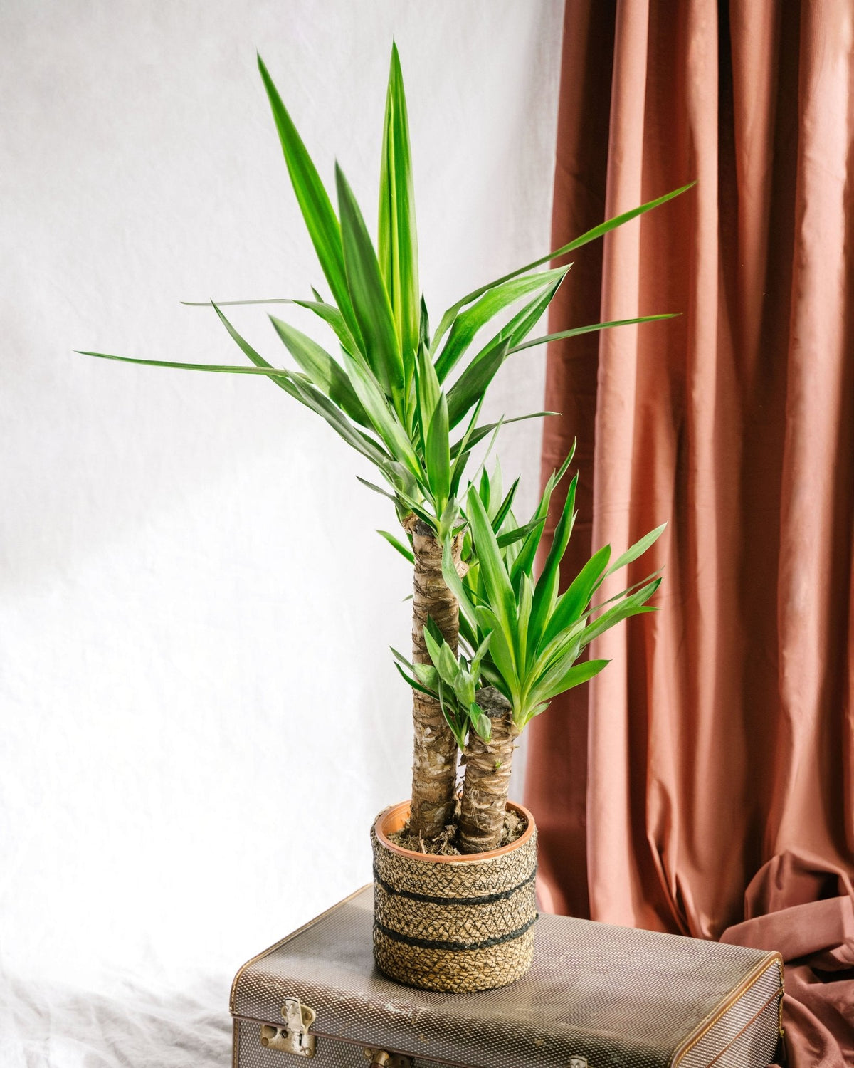 Entretien Yucca Elephantipes : guide complet pour intérieur