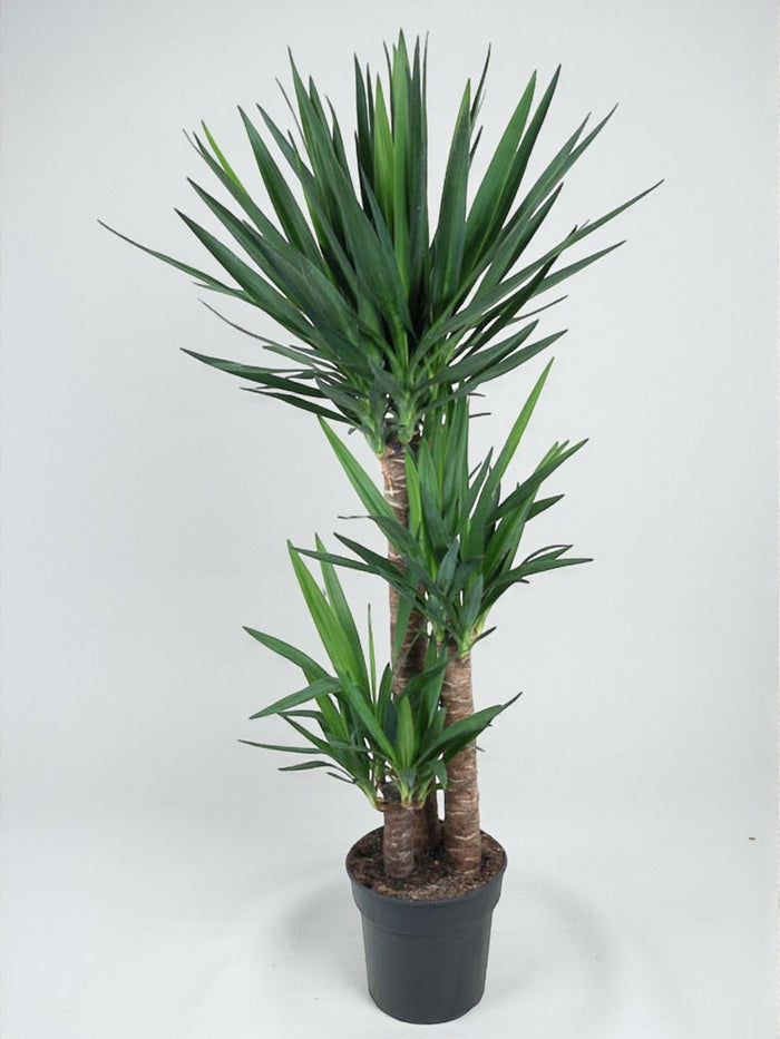 Entretien Yucca Elephantipes : guide complet pour intérieur