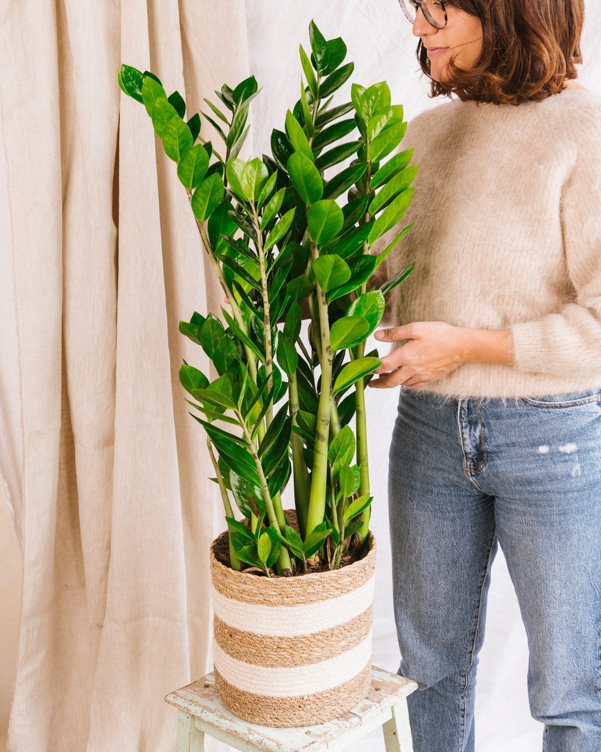 Zamioculcas Tiges Tombantes