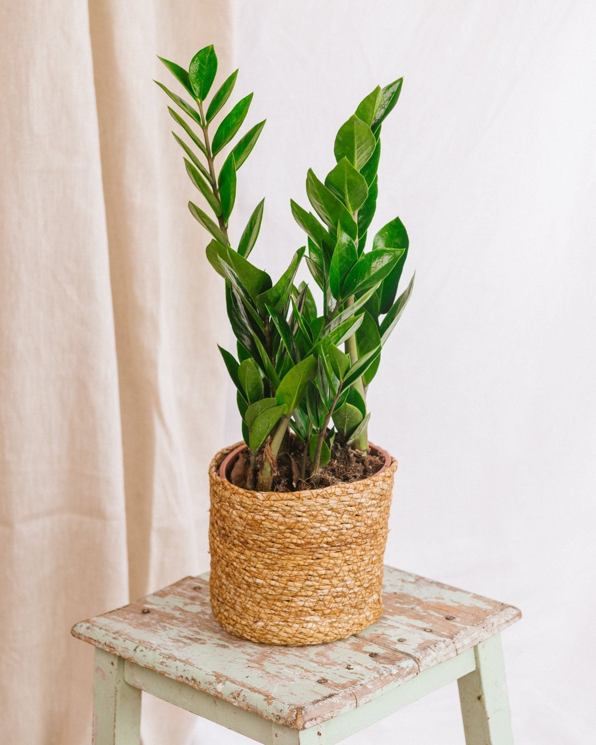 Zamioculcas Tiges Tombantes